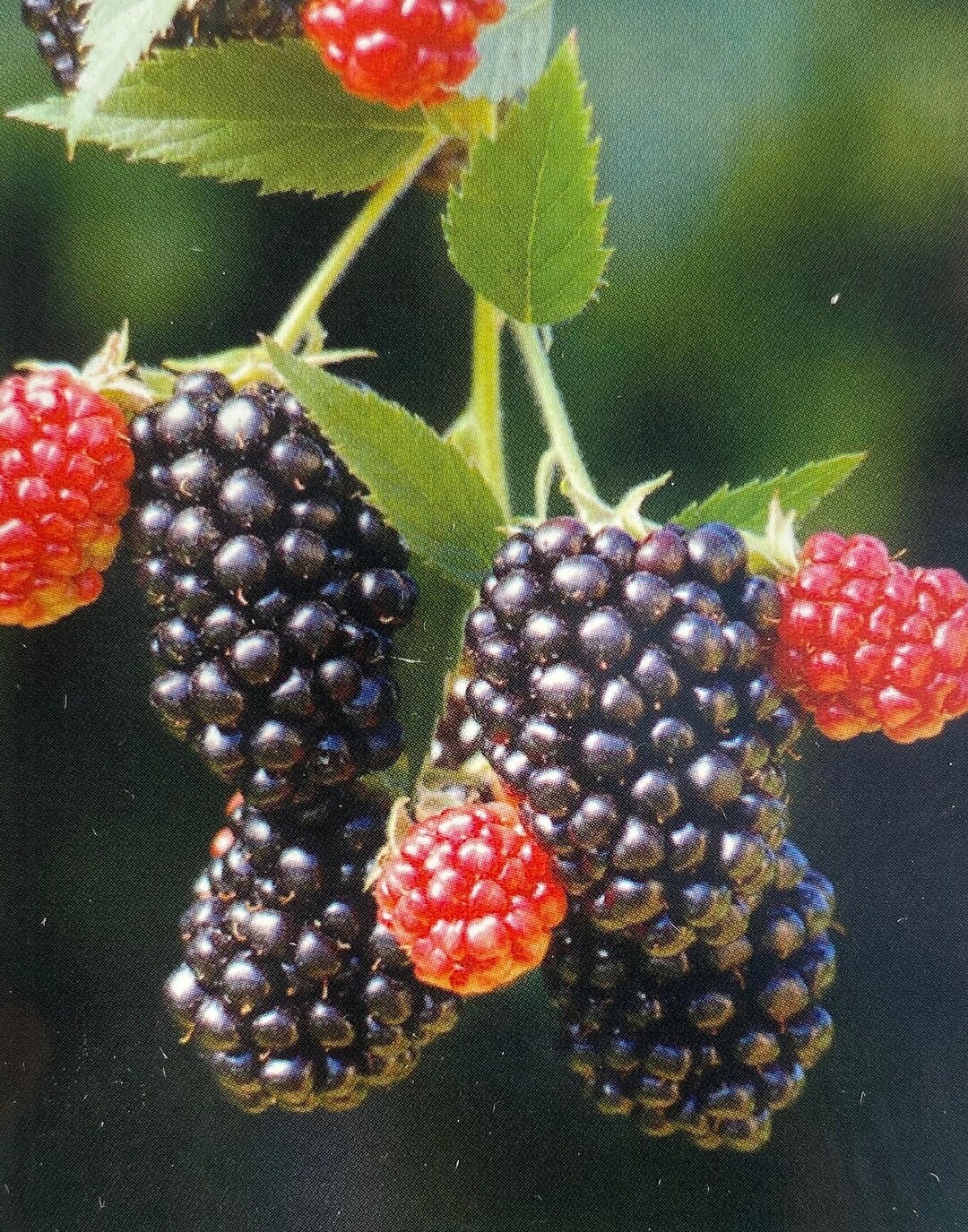 Prime-ark Freedom Thornless Blackberry Live Bush Plant Healthy Garden ...