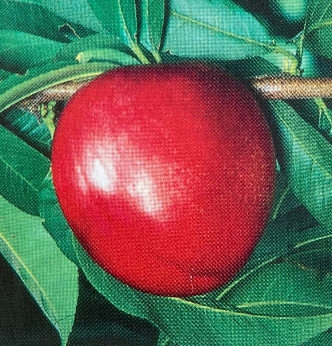 Red Golden Nectarine Tree Live 4-6 Foot Tall Fruit Trees Plant Healthy ...