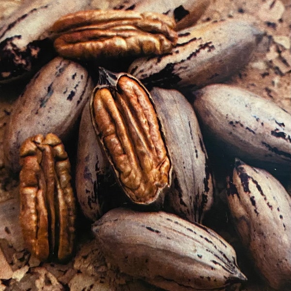 Pecan Tree - Etsy