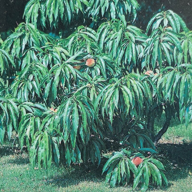 Dwarf Peach Tree - Etsy
