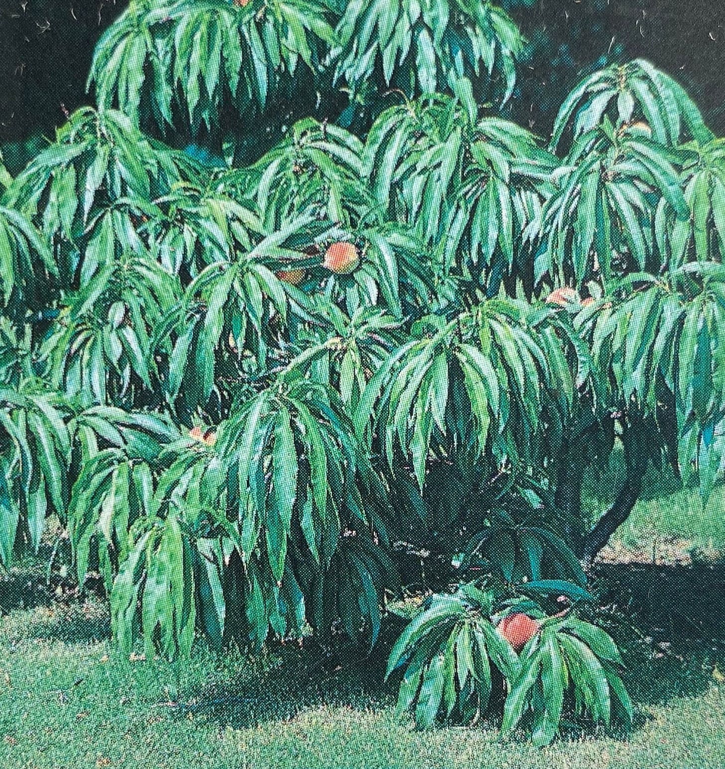 Bonanza Peach Tree Live 2-3 Foot Tall Dwarf Trees Healthy Plants ...