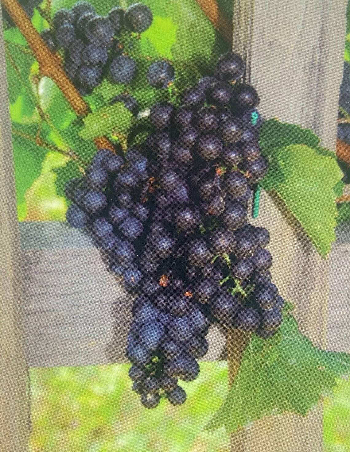 Mars Grape Vine Live Plant Healthy Garden Plants Berries Wine Fruit ...