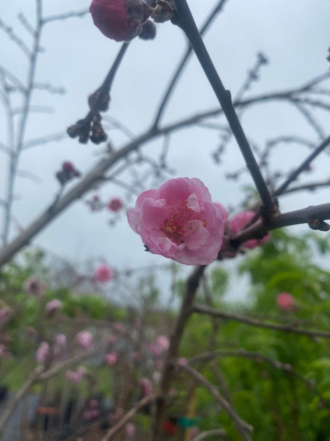 Crimson Cascade Weeping Flowering Peach Tree Live 4-6 Foot Tall Trees ...