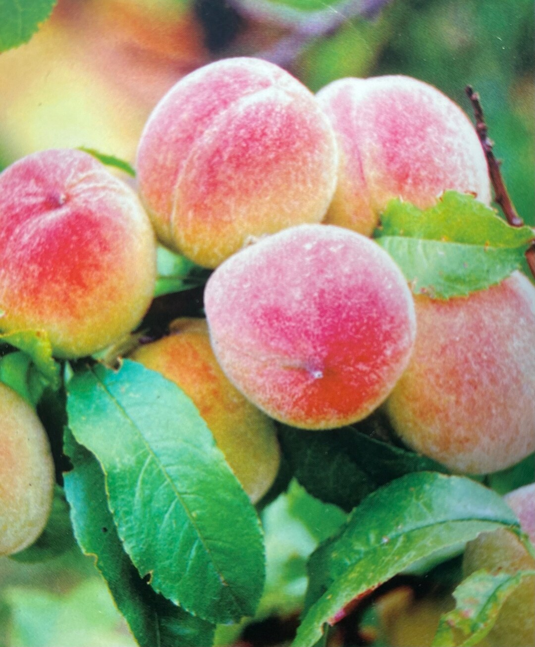 Rio Grande Peach Tree Live 4-6 Foot Tall Trees Healthy Plants Orchards ...