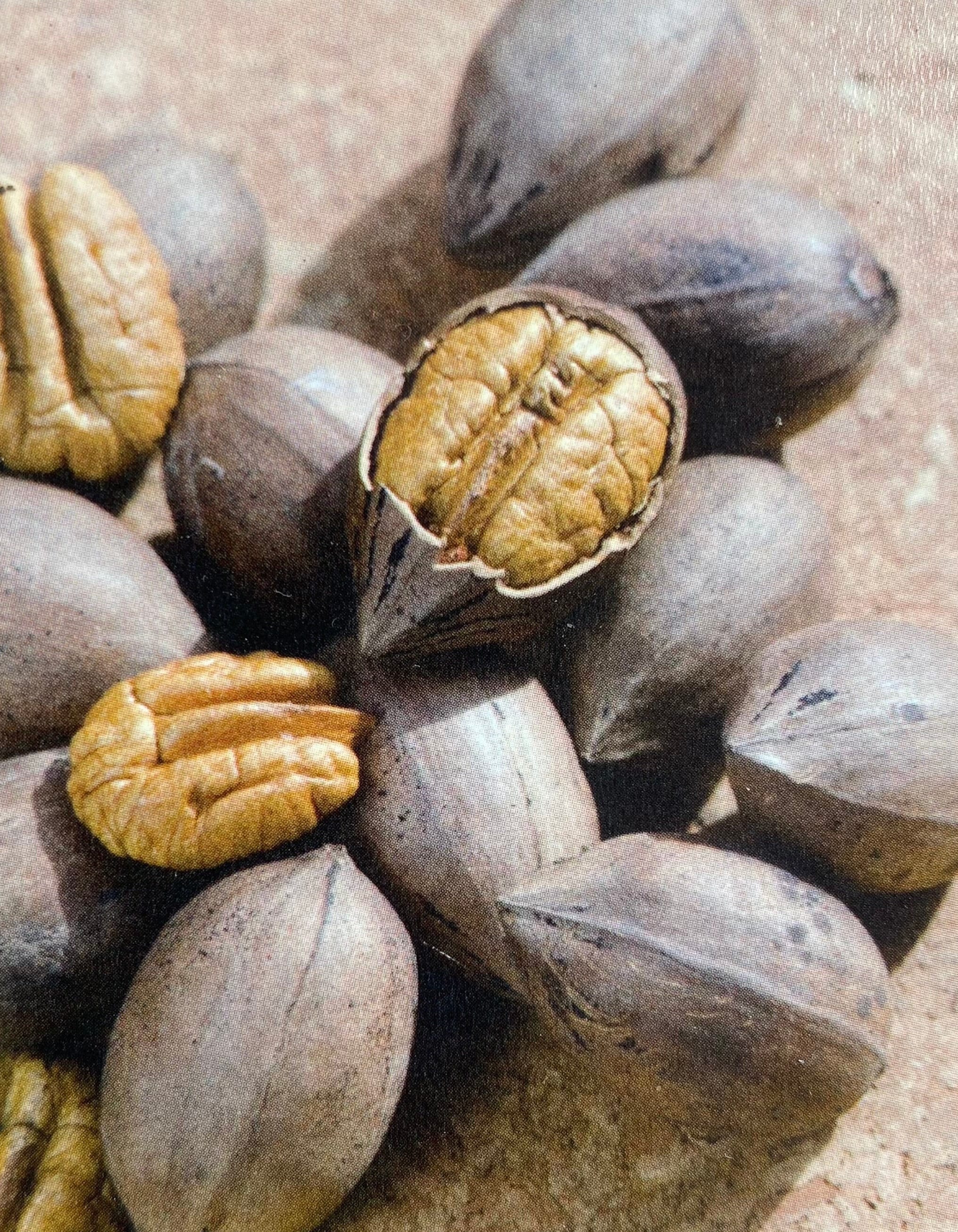 Kanza Pecan Tree Live 4-6 Foot Tall Shade Trees Plant Healthy Plants ...