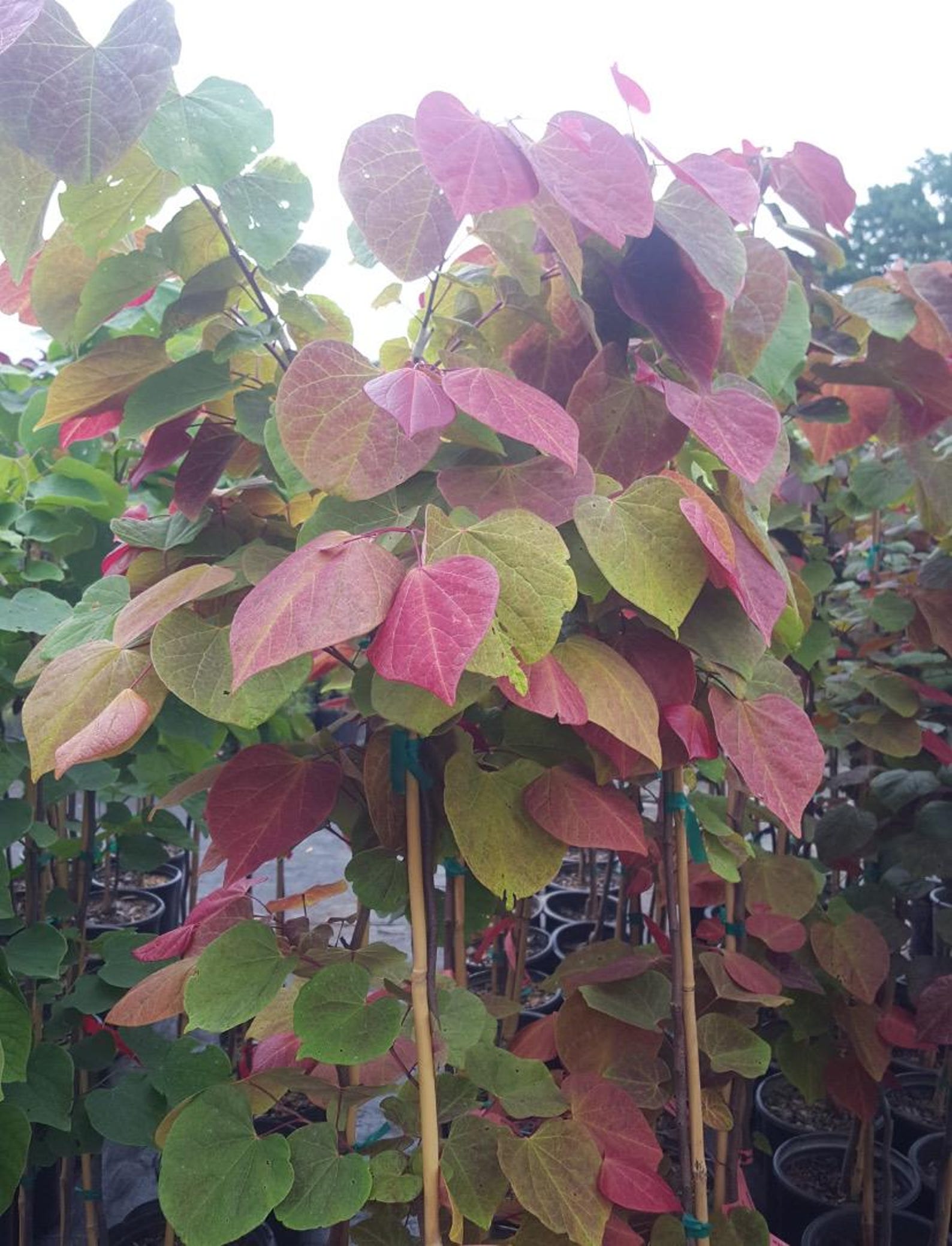 Hearts A Fire Redbud Tree Live 5-6 Foot Tall Trees Ornamental Landscape ...