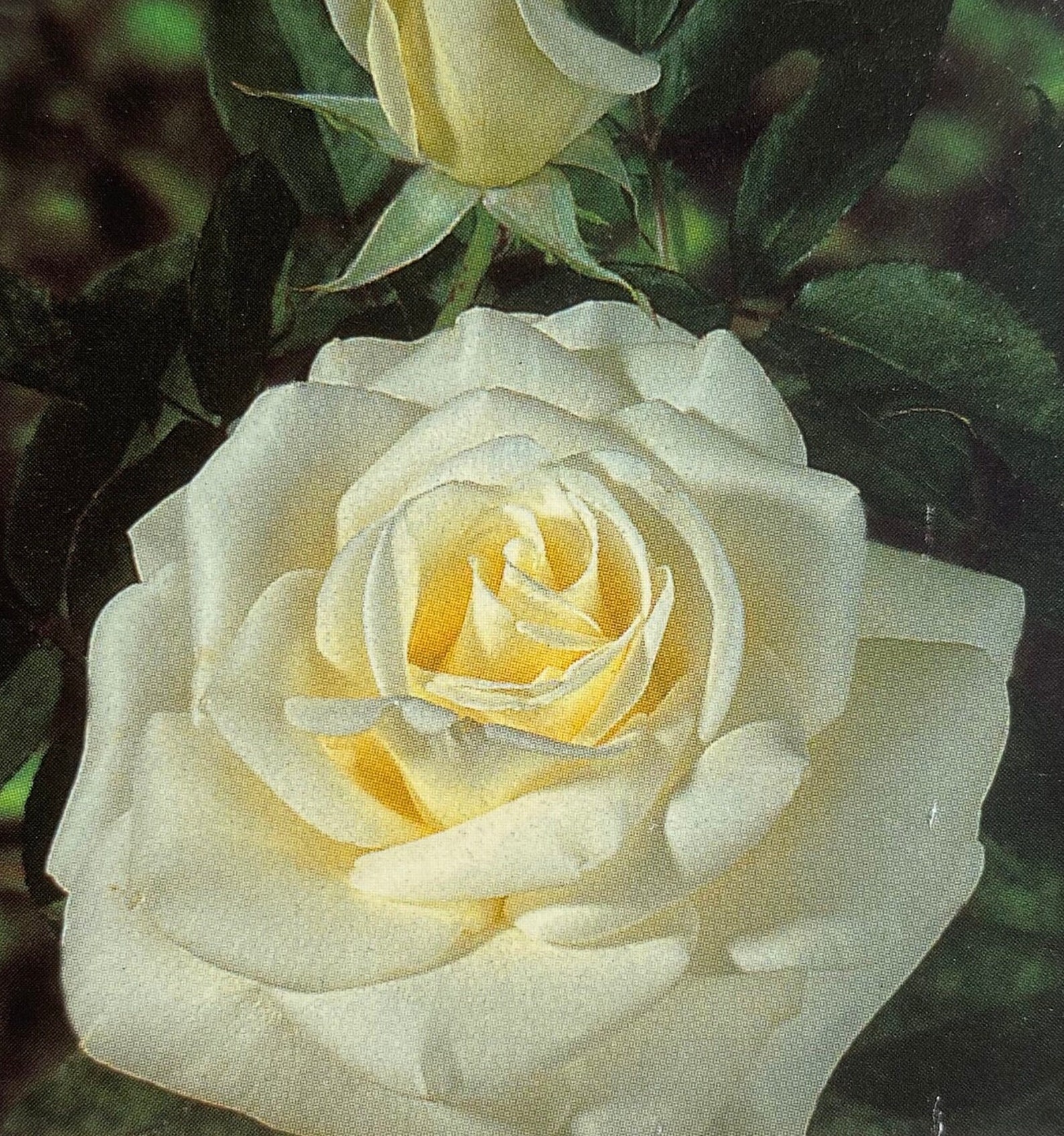 John F. Kennedy Hybrid Tea Rose Live Healthy Plant Fragrant Bush ...