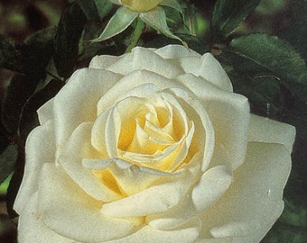 Oklahoma Hybrid Tea Rose Live Healthy Plant Fragrant Bush Flowering ...