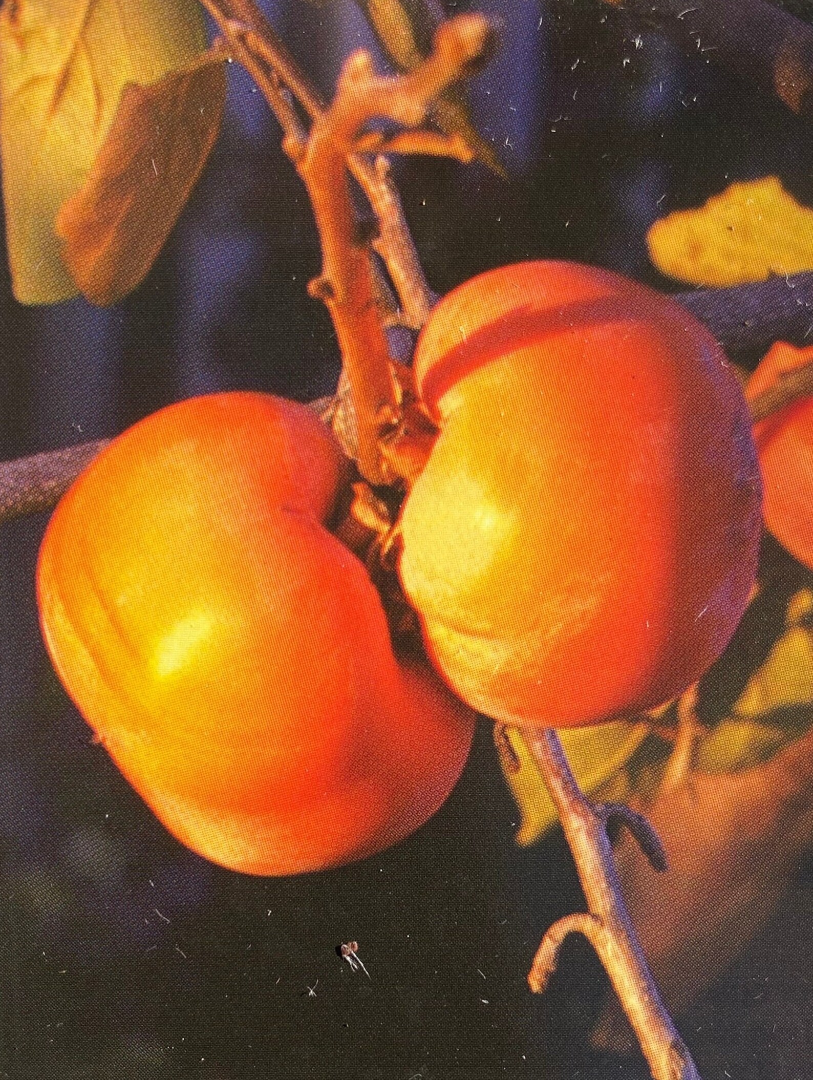 Tam-o-pan Persimmon Tree Live 4-6 Foot Tall Healthy Fruit Trees Plant ...