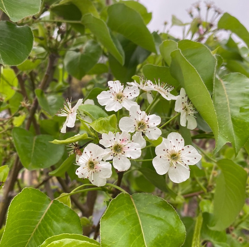Cleveland Flowering Pear Tree Live 4-6 Foot Tall Trees Ornamental ...