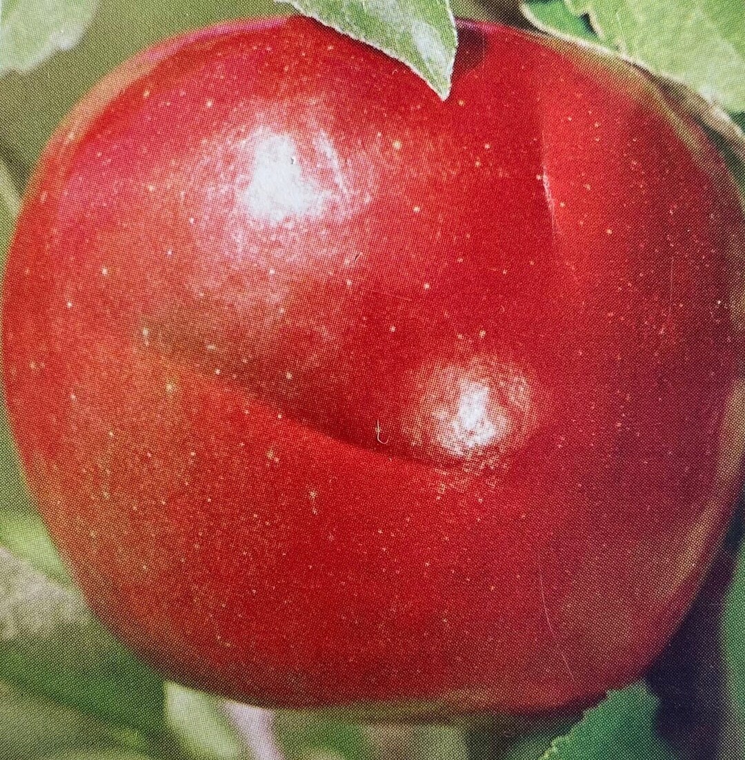 Jonathan Apple Tree Live 4-6 Foot Tall Fruit Trees Healthy Plants ...
