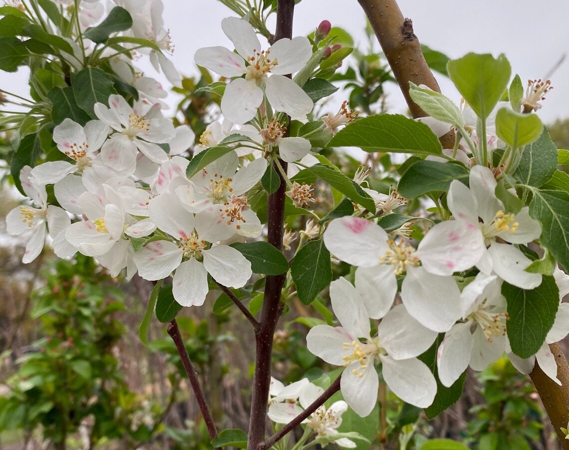 Callaway Fruiting Crabapple Tree Live 4-6 Foot Tall Trees Ornamental ...