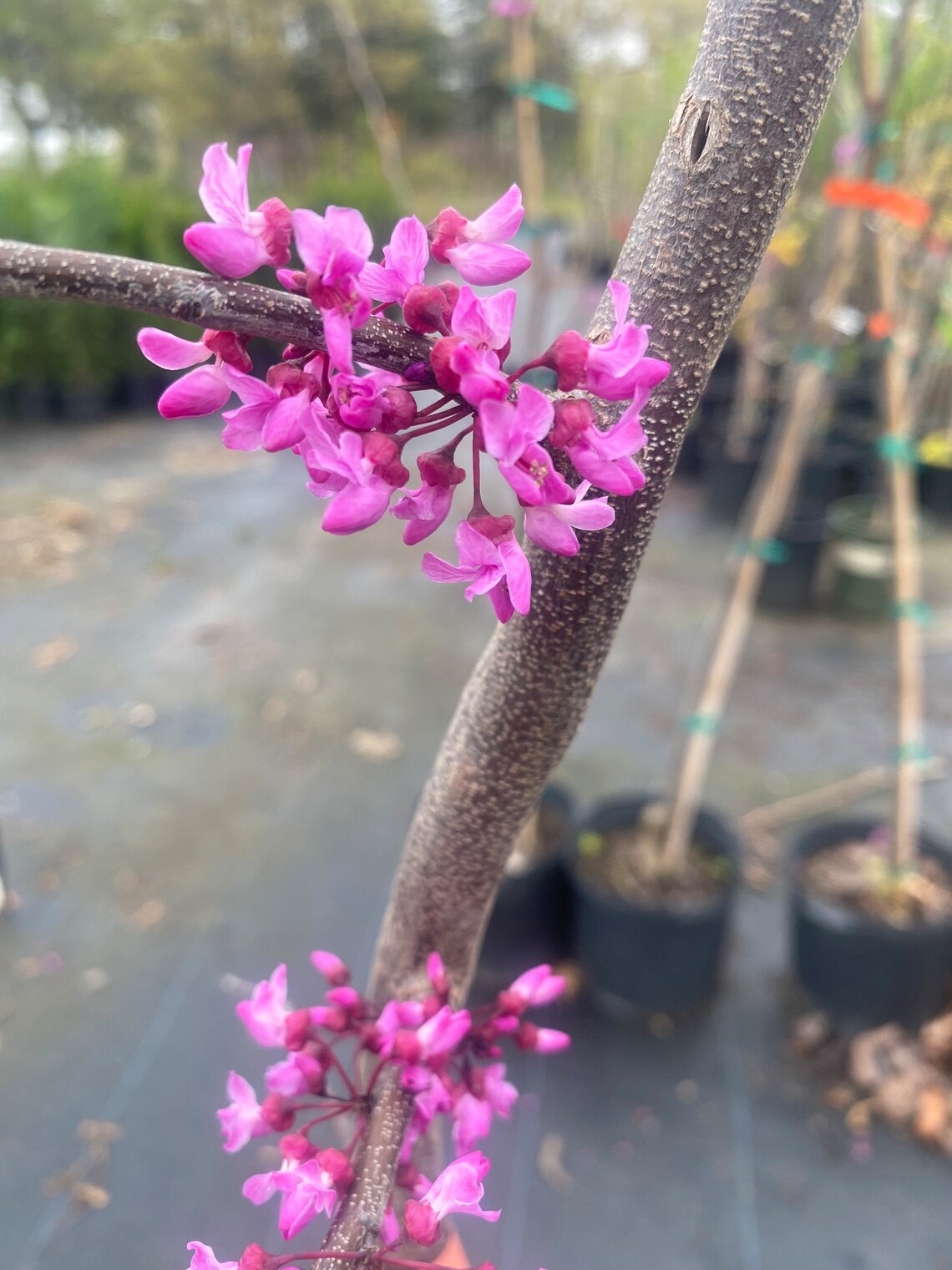 Ruby Falls Weeping Redbud Tree Live 4-6 Foot Tall Trees Ornamental ...