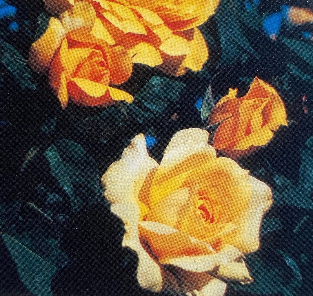 Gold Glow Hybrid Tea Rose Live Healthy Plant Fragrant Bush Flowering ...