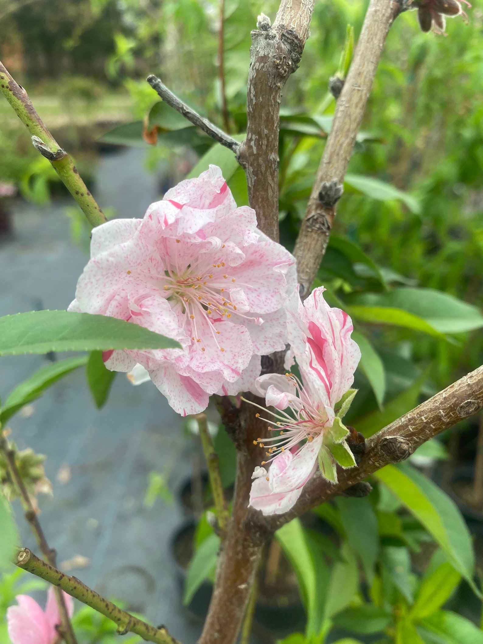 Peppermint Flowering Peach Tree Live 4-6 Foot Tall Trees Ornamental ...