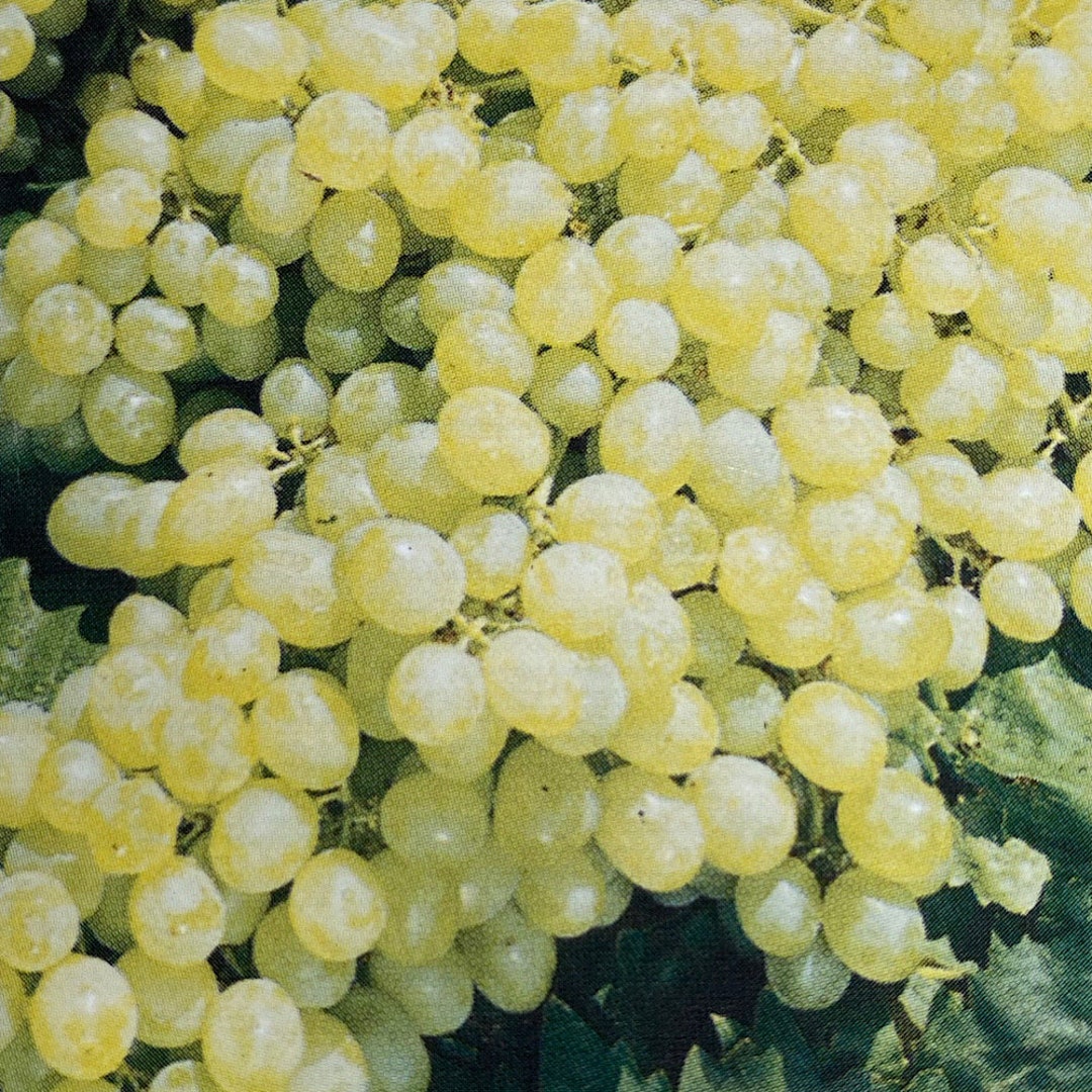 Thompson Seedless Grape Vine Live Berry Plant Healthy Garden Plants ...