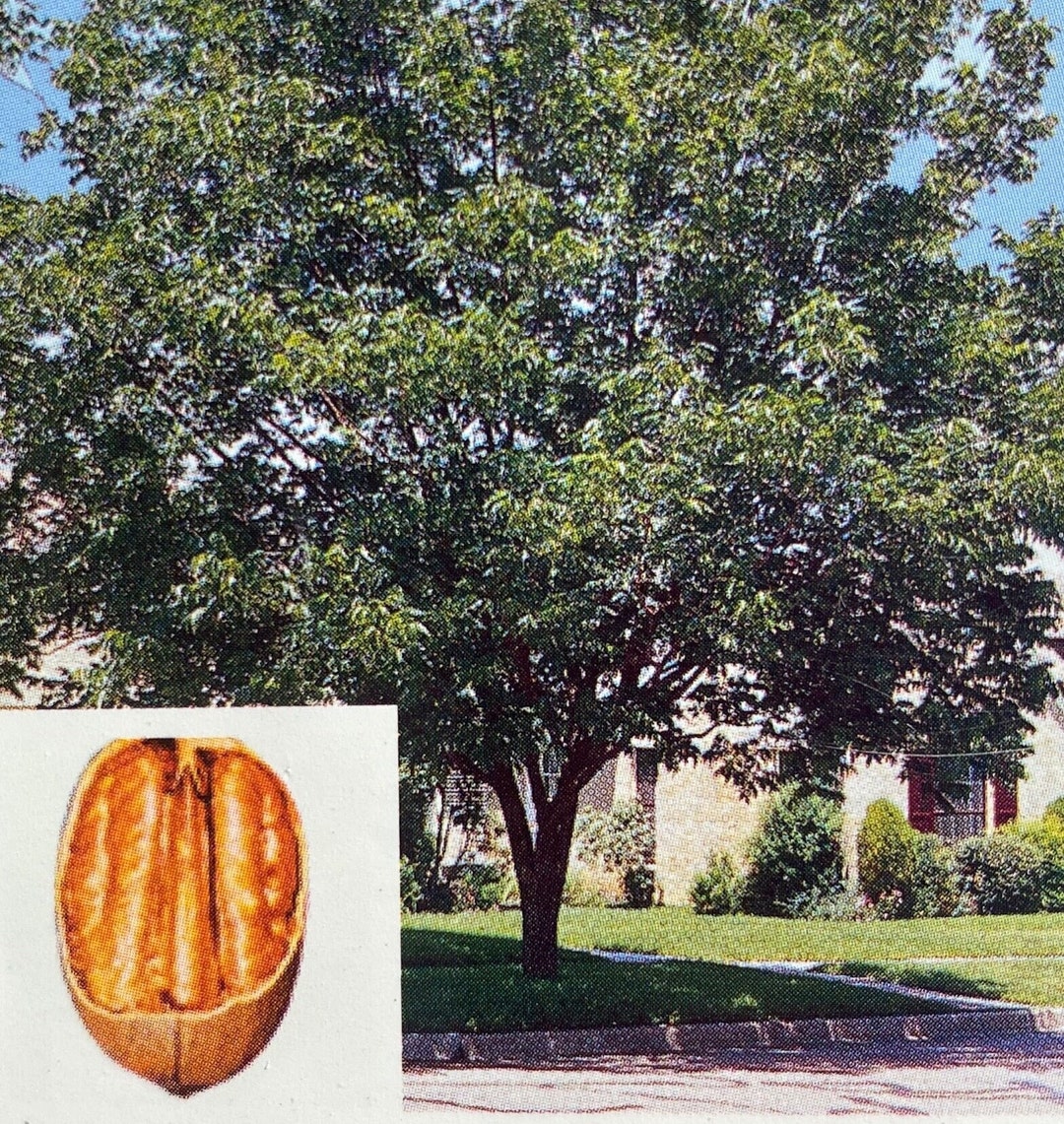 Choctaw Papershell Pecan Tree Live 4-6 Foot Tall Shade Trees Plant ...