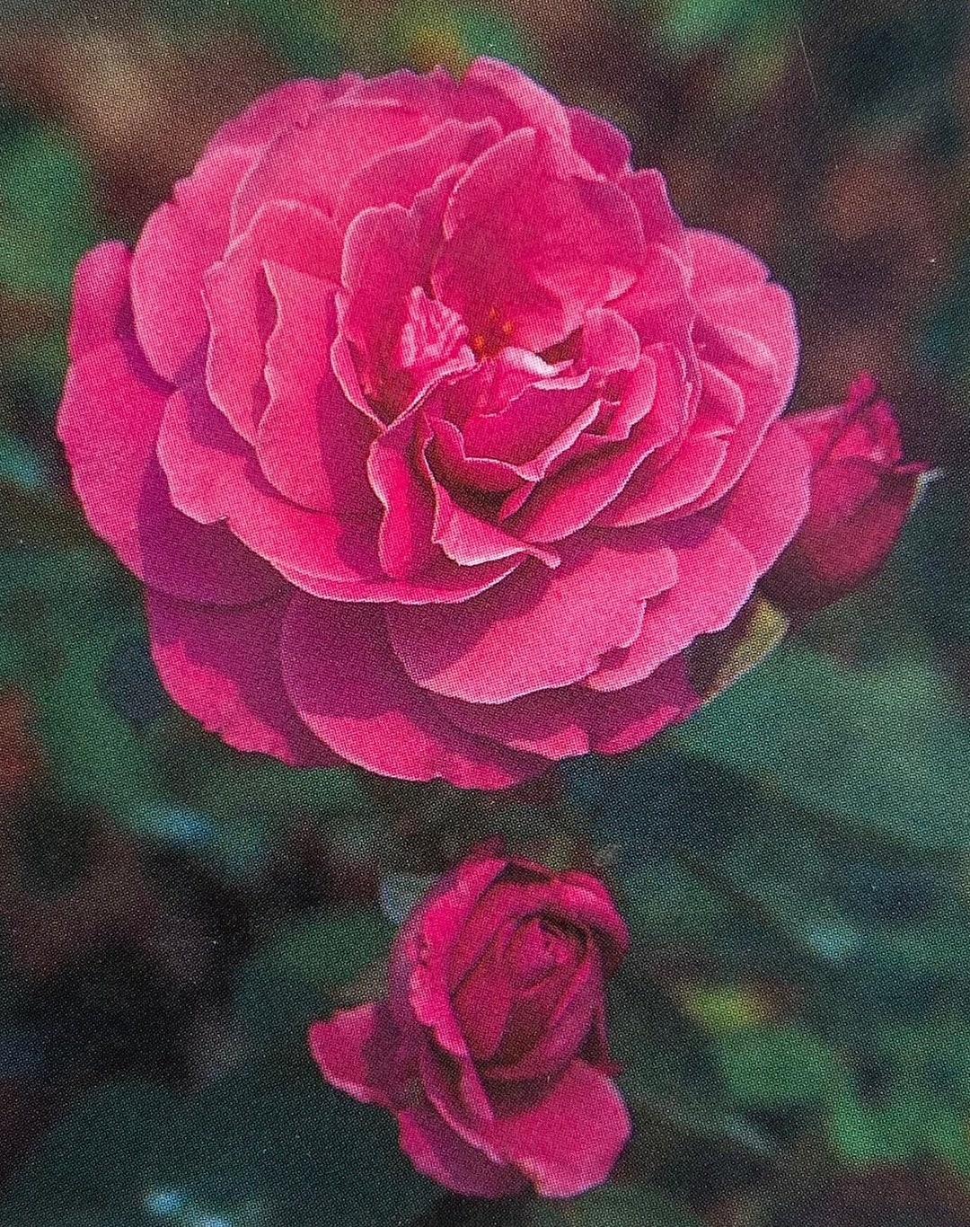 Heirloom Hybrid Tea Rose Live Healthy Plant Fragrant Bush Flowering ...