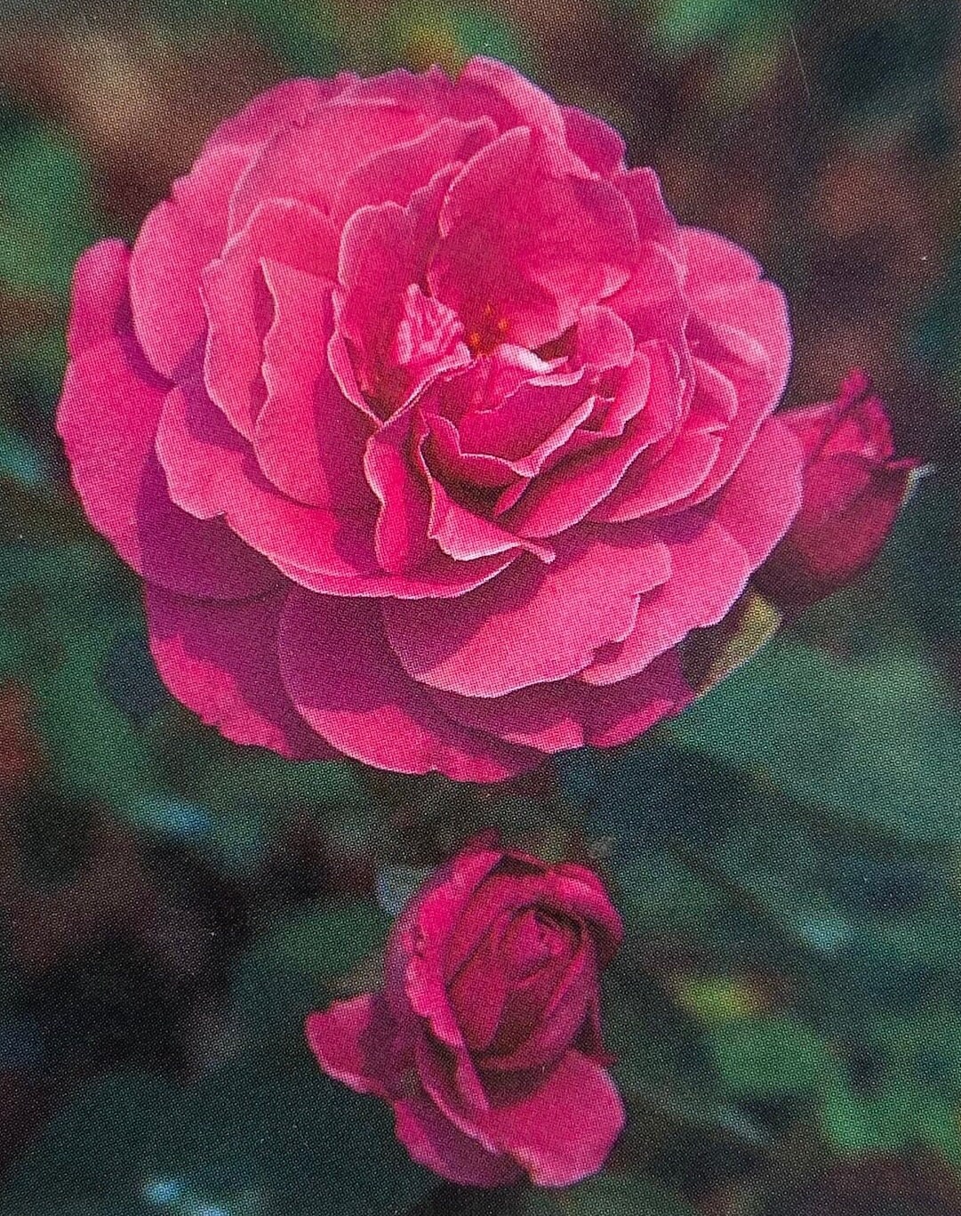 Heirloom Hybrid Tea Rose Live Healthy Plant Fragrant Bush Flowering ...