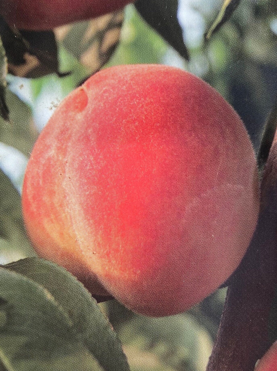 Sam Houston Peach Tree Live 4-6 Foot Tall Trees Healthy Plants Orchards ...