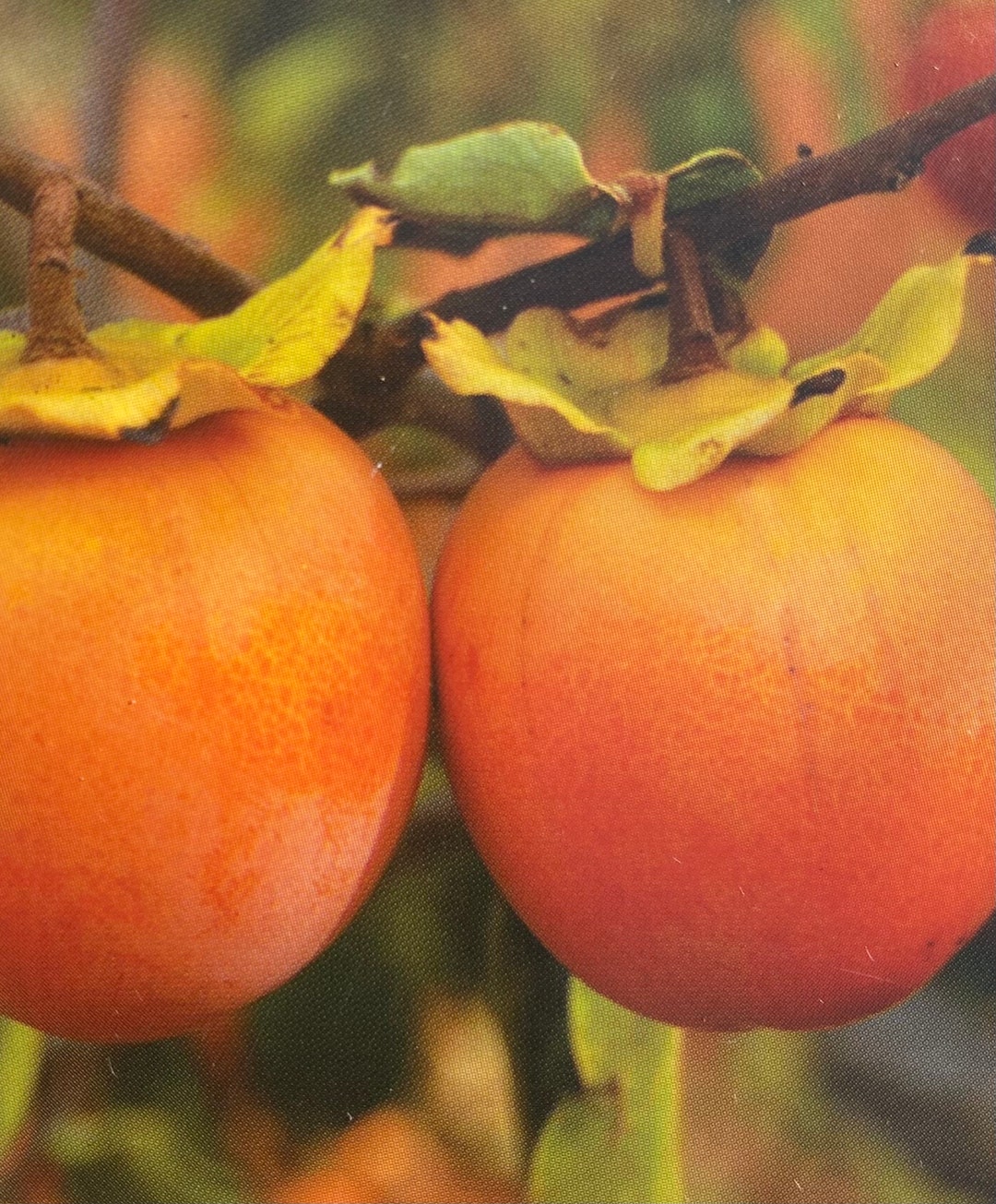 Hachiya Persimmon Tree Live 4-6 Foot Tall Healthy Fruit Trees Plant ...