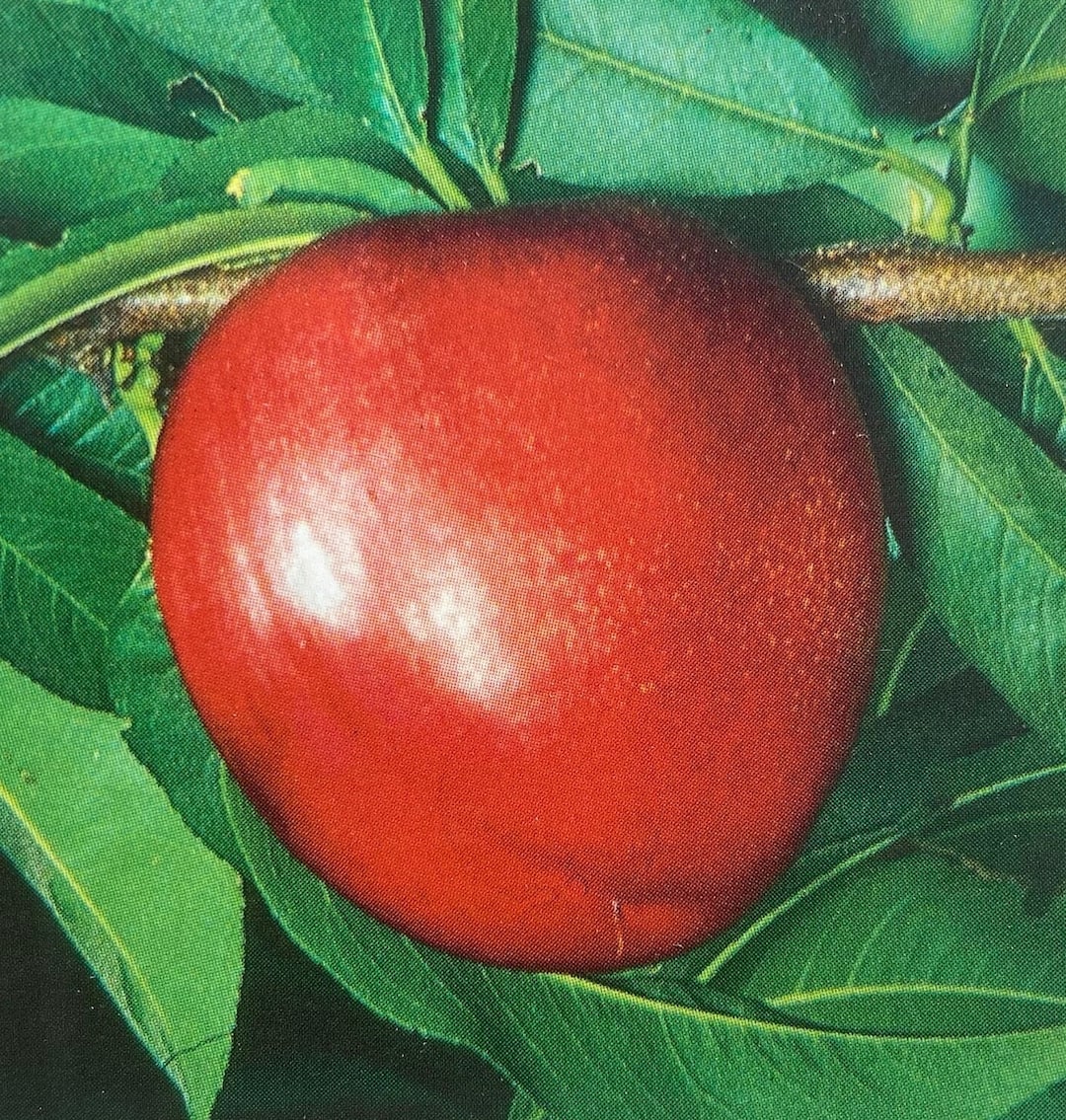 Sun Gold Nectarine Tree Live 4-6 Foot Tall Fruit Trees Plant Healthy ...