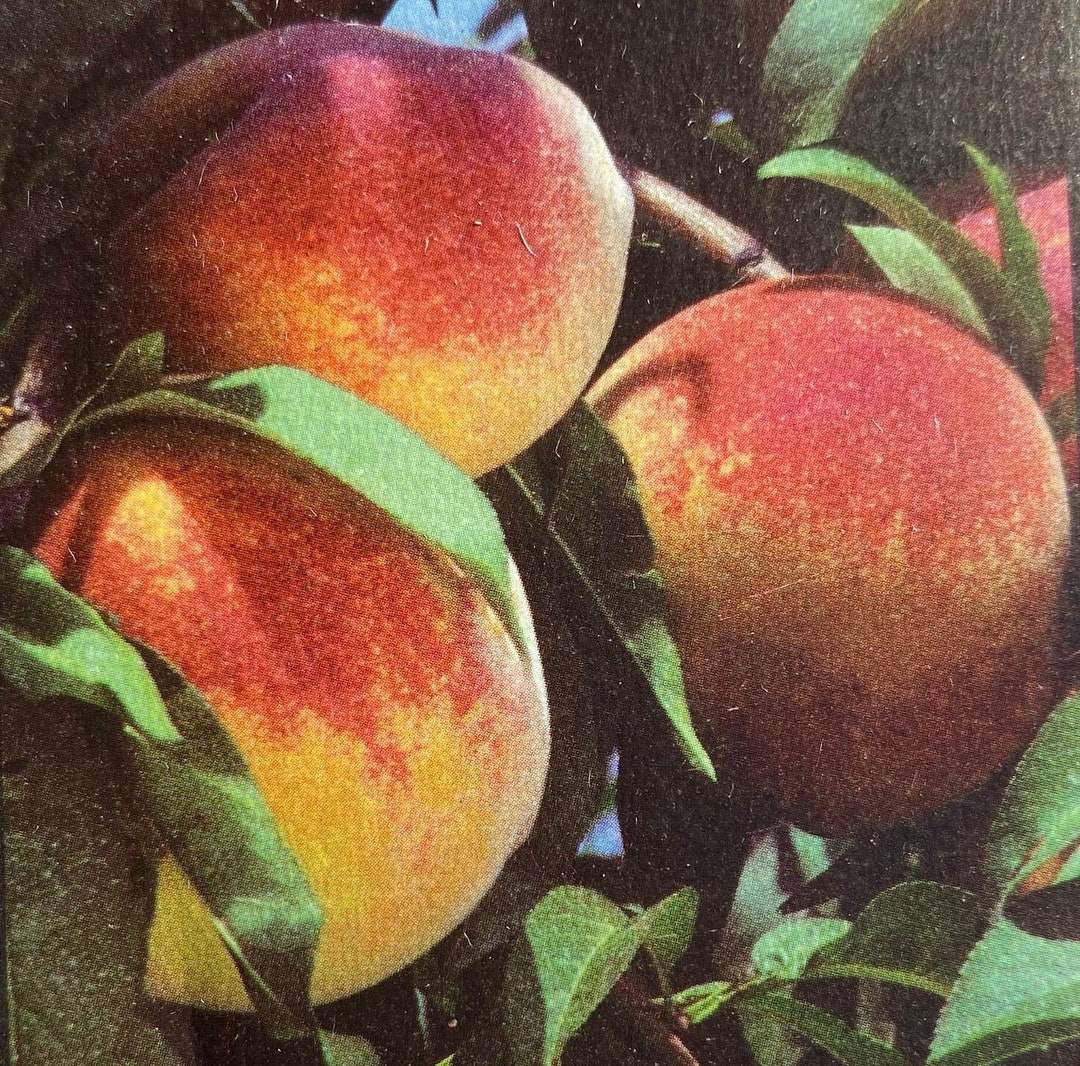 Frank Peach Tree Live 4-6 Foot Tall Trees Healthy Plants Best “pickled ...