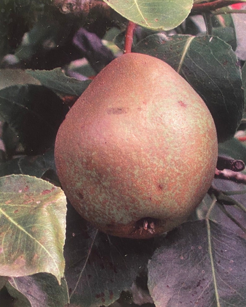 Warren Pear Tree Live 4-6 Foot Tall Fruit Trees Plant Healthy Plants ...