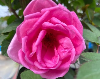 John F. Kennedy Hybrid Tea Rose Live Healthy Plant Fragrant Bush ...