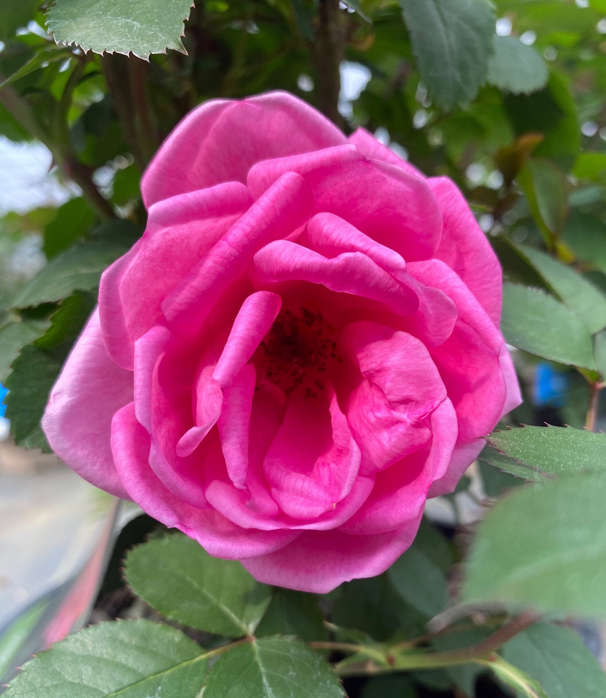 Pink Miracle Rose Live Healthy Plant Fragrant Bush Flowering Shrub ...
