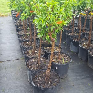 Bonanza Peach Tree Live 2-3 Foot Tall Dwarf Trees Healthy Plants ...