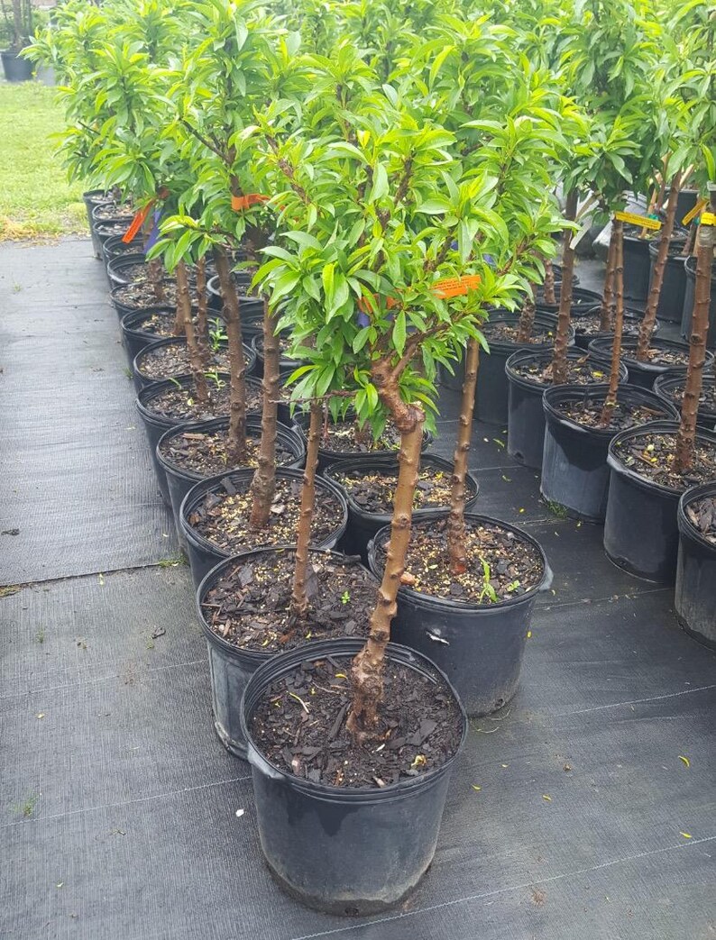 Bonanza Peach Tree Live 2-3 Foot Tall Dwarf Trees Healthy Plants ...