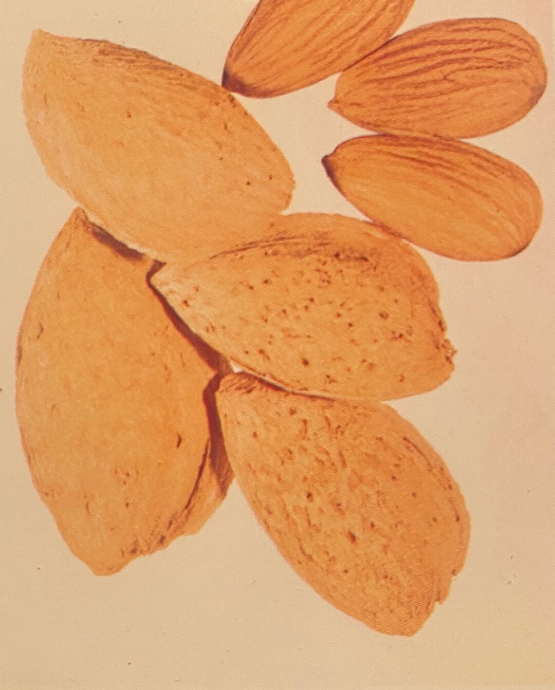 Nonpareil Almond Tree Live 4-6 Foot Tall Trees Plant Healthy Plants ...