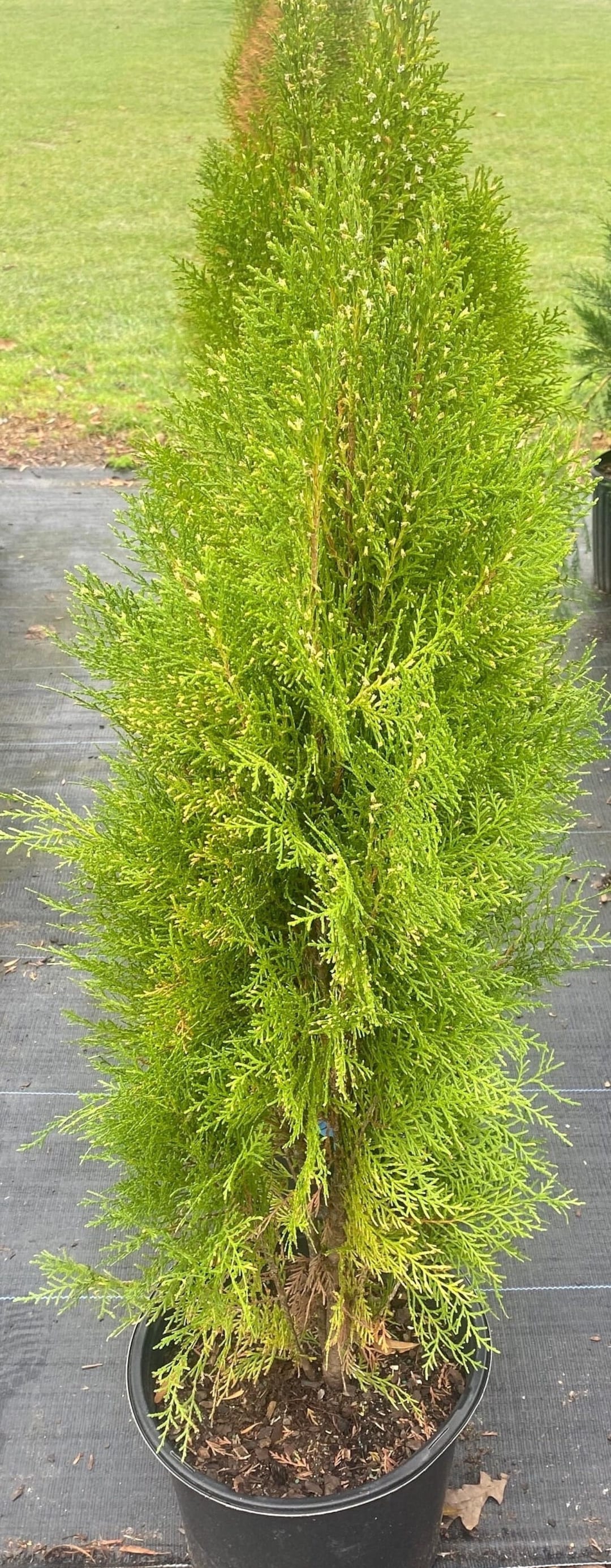 Blue Cone Arborvitae Tree Live 4-6 Foot Tall Trees Ornamental Landscape ...