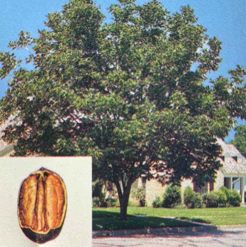 Candy Pecan Tree Live 4-6 Foot Tall Shade Trees Plant Healthy Plants ...