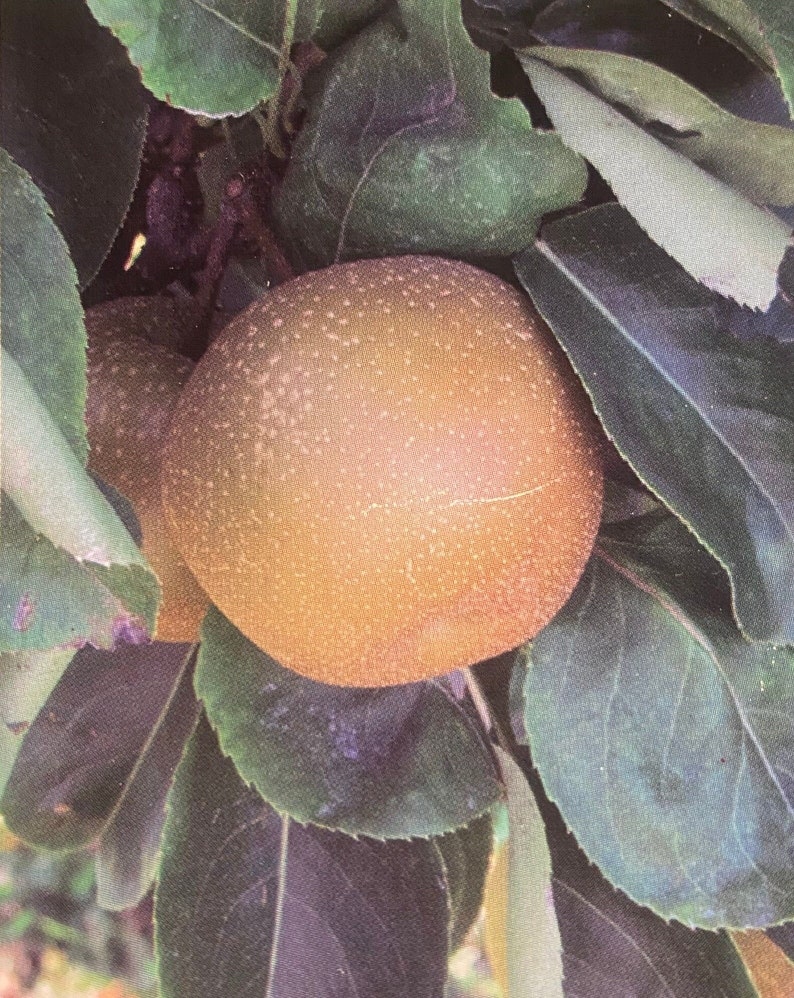 Chojuro Asian Pear Tree Live 4-6 Foot Tall Fruit Trees Plant Healthy ...