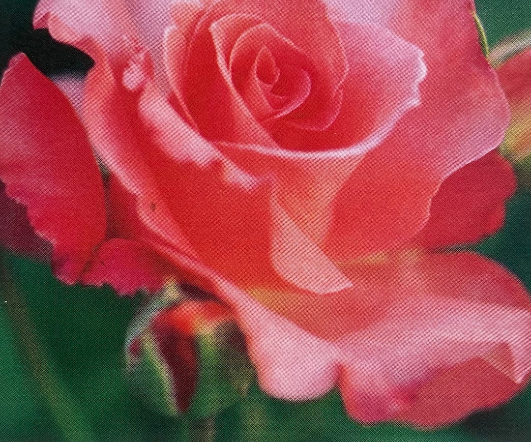 Touch of Class Everblooming Hybrid Tea Rose Live Healthy Plant Fragrant ...