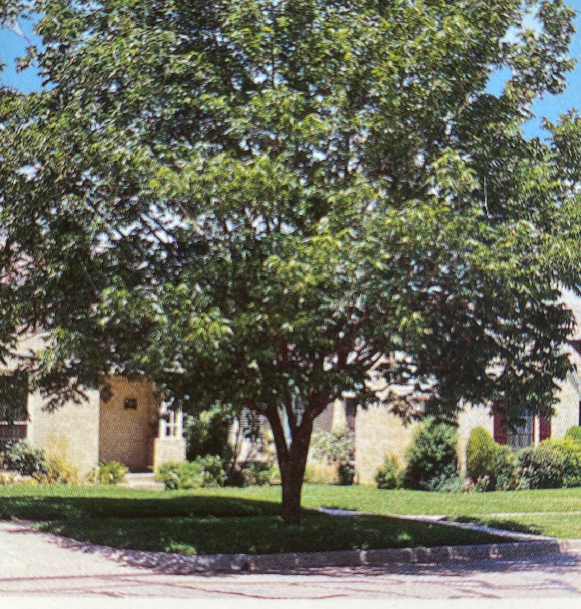 Pecan Mohawk Tree Live 4-6 Foot Tall Shade Trees Plant Healthy Plants ...