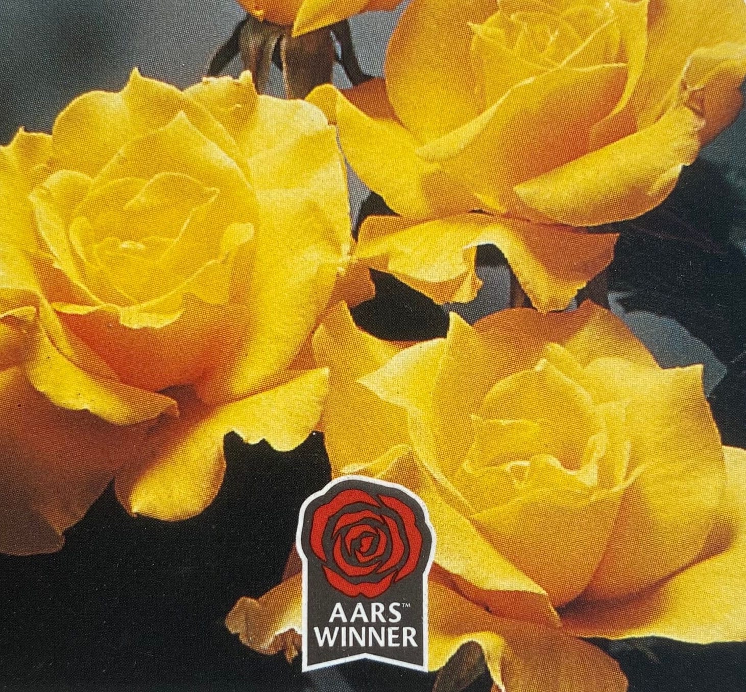 Midas Touch Hybrid Tea Rose Live Healthy Plant Fragrant Bush Flowering ...