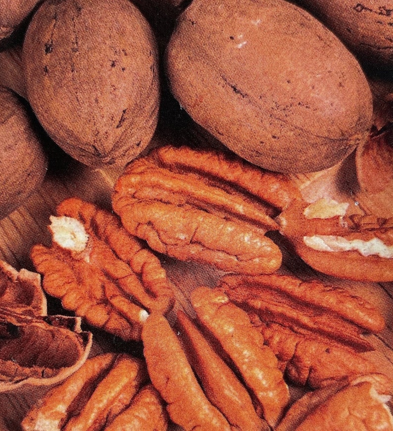 Podsednik Pecan Tree Live 4-6 Foot Tall Shade Trees Plant Healthy ...