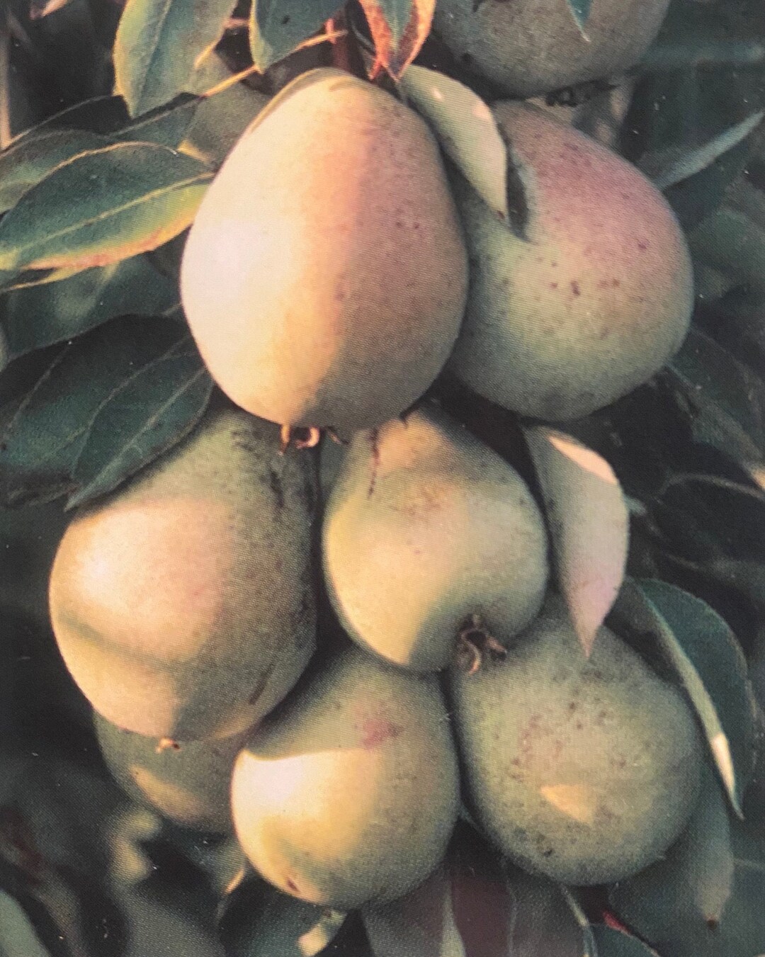 Leconte Pear Tree Live 4-6 Foot Tall Fruit Trees Plant Healthy Plants ...