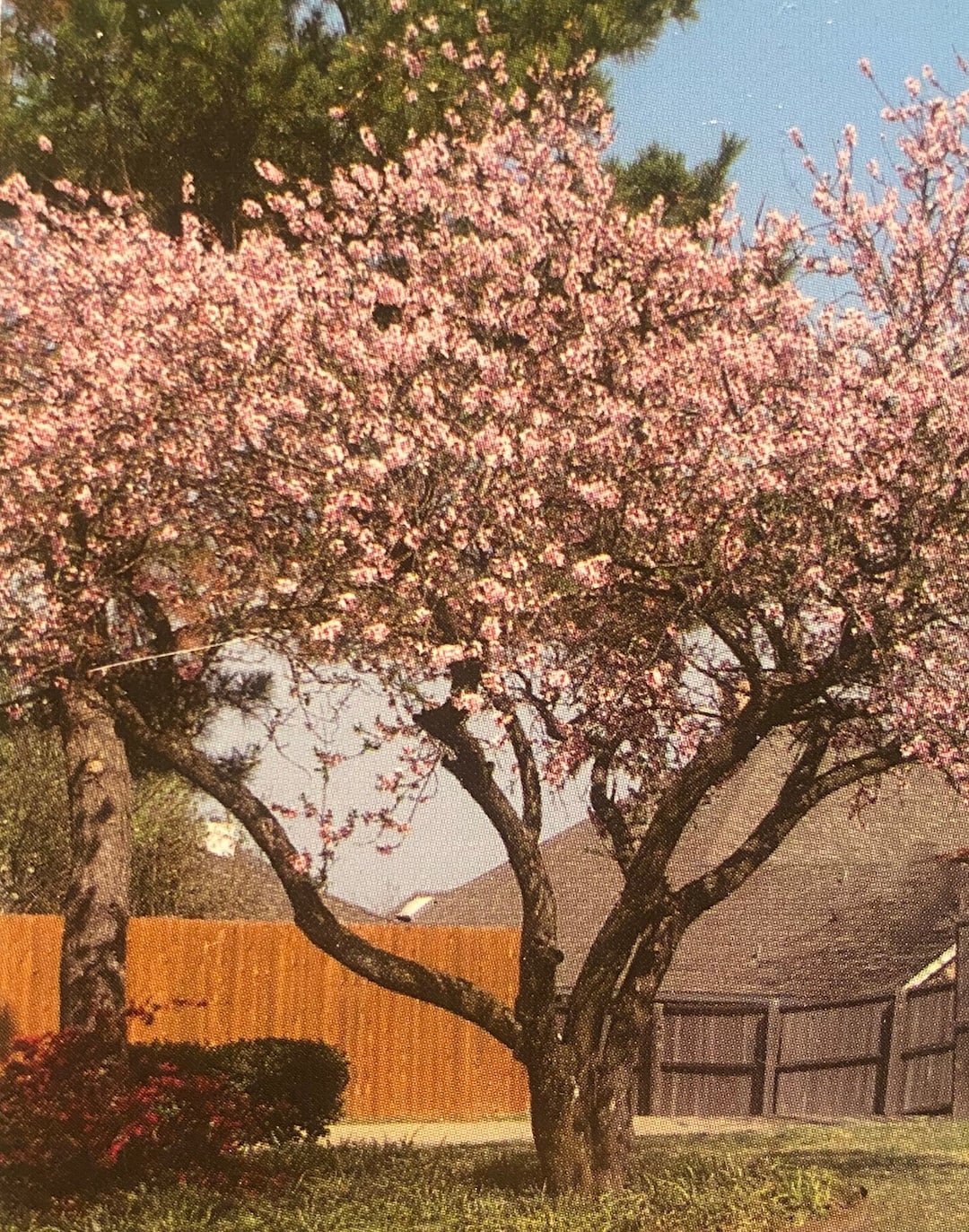 Texas Mission Almond Tree Live 4-6 Foot Tall Trees Plant Healthy Plants ...