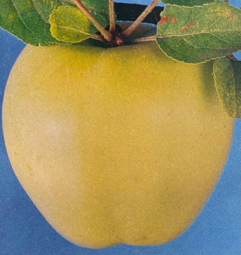 Lodi Apple Tree Live 4-6 Foot Tall Fruit Trees Healthy Plants Orchard ...