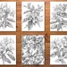 30 Honeysuckle Coloring Page Book - Adults + Kids - Instant Download ...