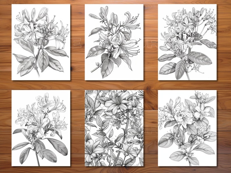 30 Honeysuckle Coloring Page Book - Adults + Kids - Instant Download ...