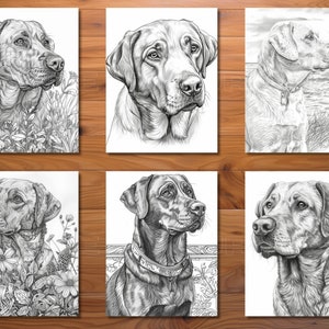 30 Labradors Coloring Page Book - Adults + Kids - Instant Download ...