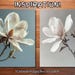 30 Magnolia Coloring Page Book - Adults + Kids - Instant Download ...