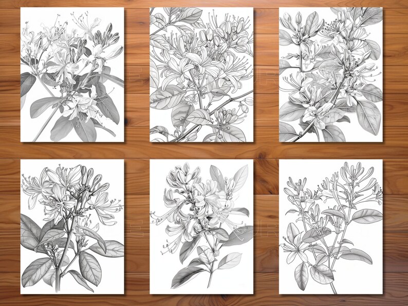 30 Honeysuckle Coloring Page Book - Adults + Kids - Instant Download ...