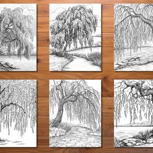 30 Weeping Willow Coloring Page Book - Adults + Kids - Instant Download ...