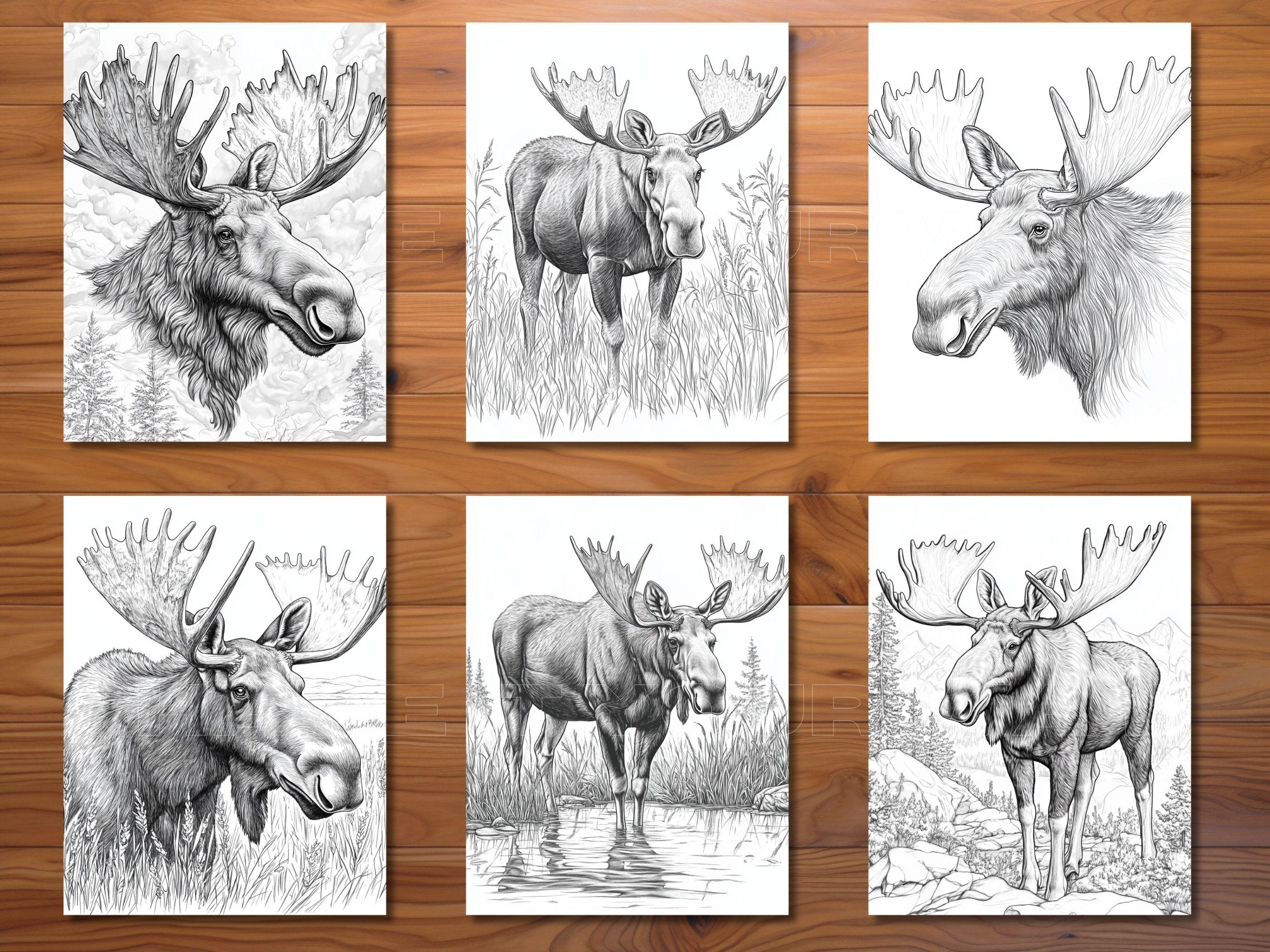 30 Moose Coloring Page Book - Adults + Kids - Instant Download ...